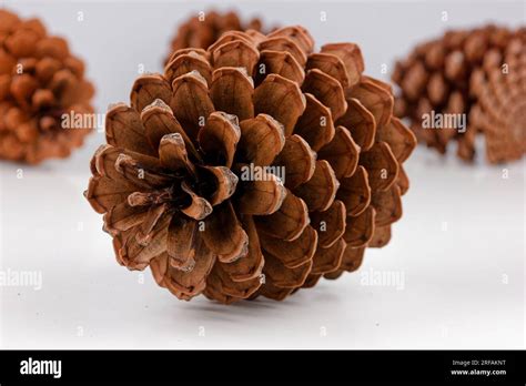 Biological Example Of Fibonacci Spirals Seen At A Pine Cone Isolated On