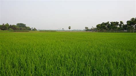 Premium Photo The Crop Field Of Landscape