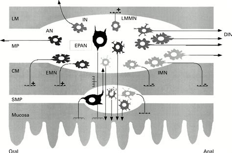 Intrinsic Enteric Plexus