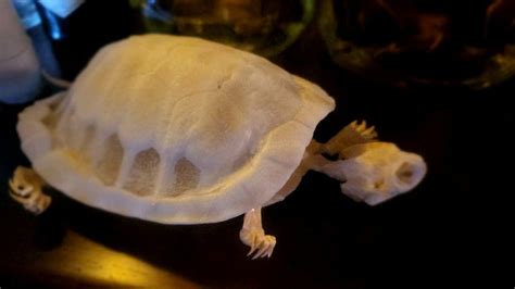 Authentic Ethical Taxidermy Bone Turtle Tortoise Creepy Novelty Spooky