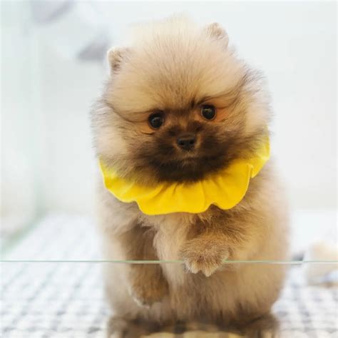 포메라니안분양 대구세이블포메분양 포메분양 대구 강아지 분양 대구 애견 분양 도그라이프행복분양