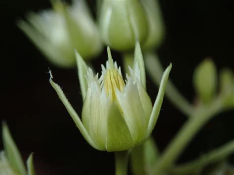 Elaeocarpus Merrittii Elaeocarpaceae