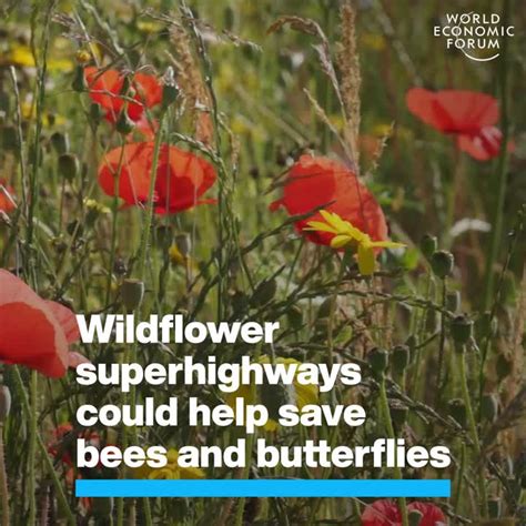 World Economic Forum On Linkedin Maintaining Biodiversity 🔎 Learn