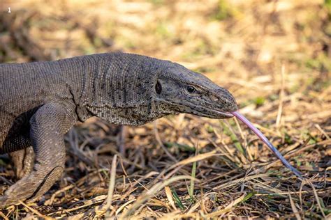 Bengal Monitor Armoured Carnivores Of Asia