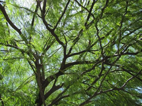 Mmm Mmm Mesquite Tips On How To Identify Best Trees And Pods