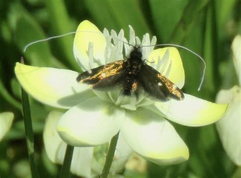 Adela Adela Picture Insect