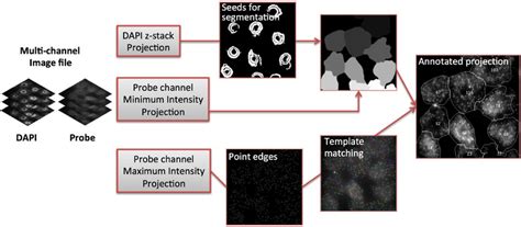 Image Analysis Workflow Adapted From Duncan Et Al 2016 Download Scientific Diagram