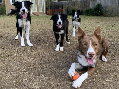 Four happy border collies : r/PuppySmiles