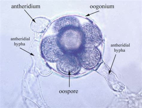 Biology 204 Lab Practical 2 Flashcards Quizlet