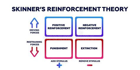 Skinners Reinforcement Theory Psychological Behavior And Impact Of