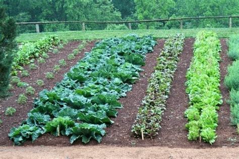 Planning A Garden Strategies To Maximize Your Gardens Potential