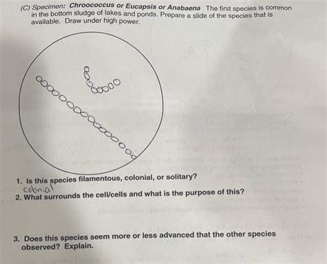 Solved C Specimen Chroococcus Or Eucapsis Or Anabaena The