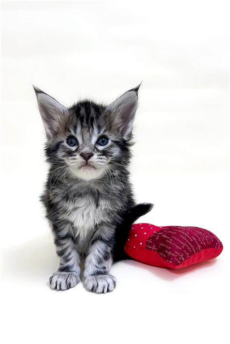 Meet Bean The Adorable Maine Coon Kitten