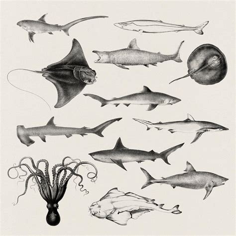 Vintage Whale Illustration Royalty Free Stock Illustration 451795