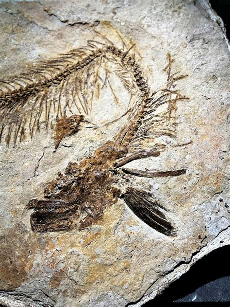 Australias Most Intact Cooyoo Australis Fossil…