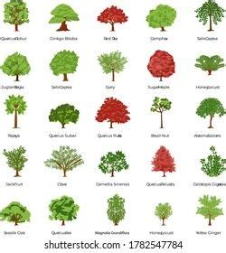 Fifty Different Tree Sorts Names Illustrations Stock Illustration 496703137 Shutterstock Artofit