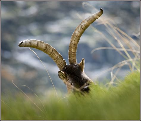 TOM DYRING WILDPHOTO / NN: IBERISK STEINBUKK / IBERIAN IBEX