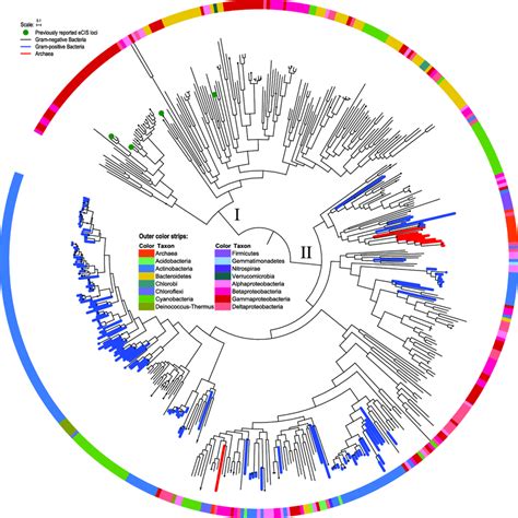 Maximum Likelihood Tree Of 631 Identified Ecis Loci Root On Midpoint