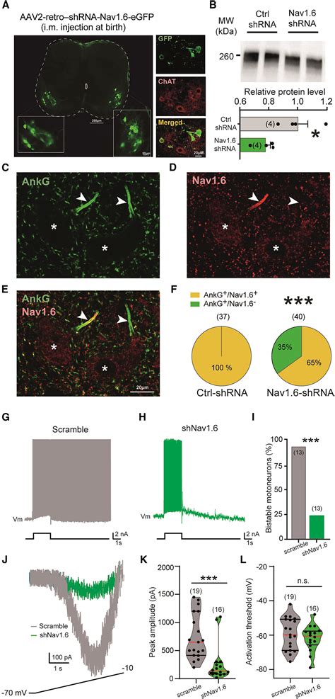 Persistent Nav11 And Nav16 Currents Drive Spinal Locomotor Functions Through Nonlinear