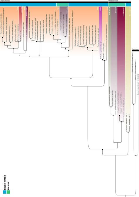 Phylogenetic Tree Constructed By Ssu Rrna Gene Sequences Bayesian