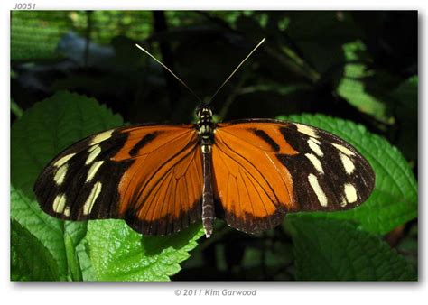 Heliconius Ismenius Clarescens Live Adults