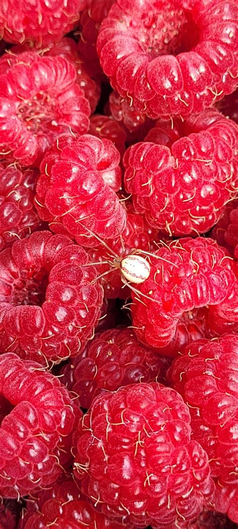 Candy Striped Spider Bros From Our Raspberry Patch Rspiderbro Candy Striped Spider Bros From Our Raspberry Patch Rspiderbro