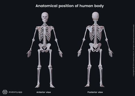 Anatomical Position Terms Anatomical Positions And Directional Terms