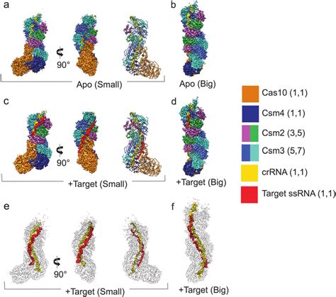 Overall Structures Of Type Iii A Crispr Csm Complex A Apo Small Download Scientific Diagram