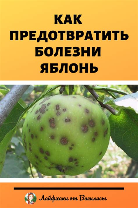 Как предотвратить болезни яблонь. Полезные советы