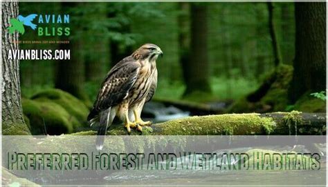 Red Shouldered Hawk Complete Guide To Id Habitat And Behavior