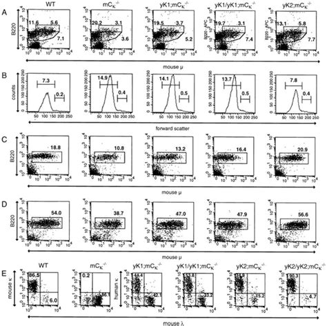 Summary Of B Cell Development In The Bone Marrow Of Ig Inactivated Mice Download Scientific