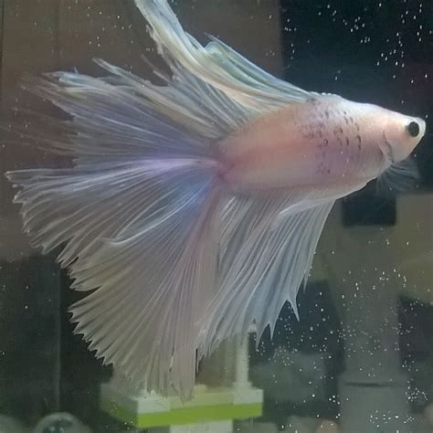 14 Betta Fish Diseases Symptoms And Treatment The Aquarium Life