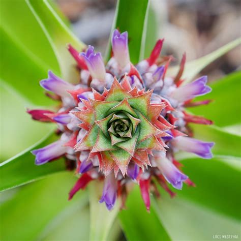 Pineapple Plant Flower
