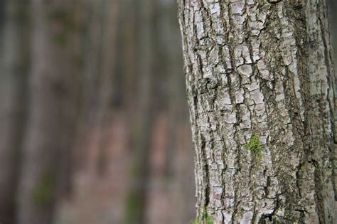 Nick Maddocks Bushcraft Forestcool