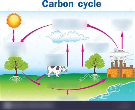 The Carbon Cycle Diagram Quizlet
