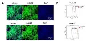 Enabling Large Scale Ipsc Derived Islet Differentiation