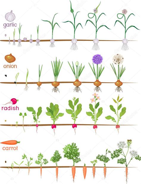 Life Cycle Of A Radish Seed At Tommie Brubaker Blog