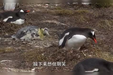 这群企鹅集体拉肚子,它们就肆意的狂拉着,场面一度失控!场面企鹅集体 这群企鹅集体拉肚子,它们就肆意的狂拉着,场面一度失控!场面企鹅集体