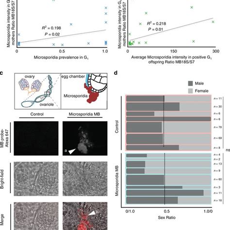 Microsporidia Mb Is Maternally Transmitted And Does Not Bias Sex Download Scientific Diagram