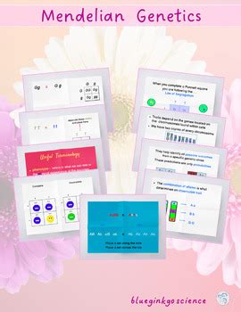 Mendelian Genetics By Blueginko Science TPT