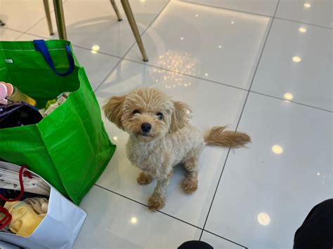 말티푸 보리 포메라니안성격 말티즈성격 말티푸성격 푸들성격 먼치킨성격 랙돌성격 브리티쉬숏헤어성격 스코티쉬폴드성격 러시안블루성격 강아지성격 고양이성격 털안빠지는비숑프리제 털안