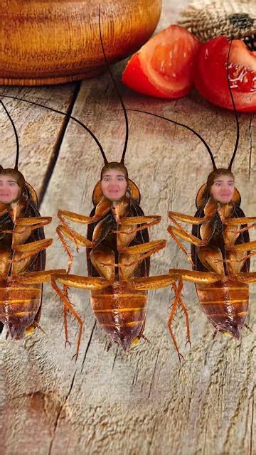 Cockroach Search Snapchat Creators Filters And Lenses