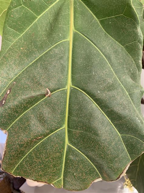 Why Does My Fig Tree Have A Rash Rplantclinic