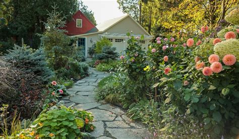 Growing Dahlias As Garden Plants The Impatient Gardener