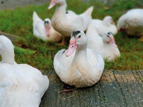 Pekin Duck Egg Production