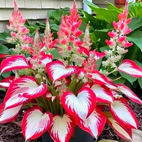 Brilliant Hosta Perennial Bulbs In Bulk Professional Planting For Stunning Garden Displays