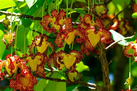 Monodora Myristica Jamaican Nutmeg Flower Garden Plants Planting