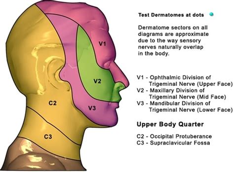 Dermatomes And Myotomes Flashcards Quizlet