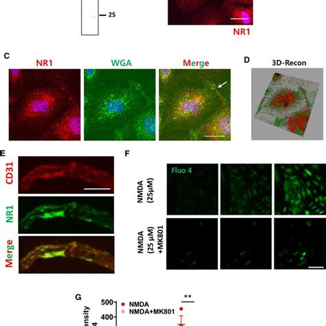Expression Of Nmda Receptors In The Human Primary Brain Endothelial