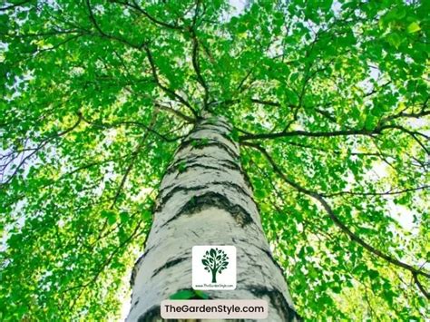 How To Amend Clay Soil A Gardener S Guide To Success The Garden Style